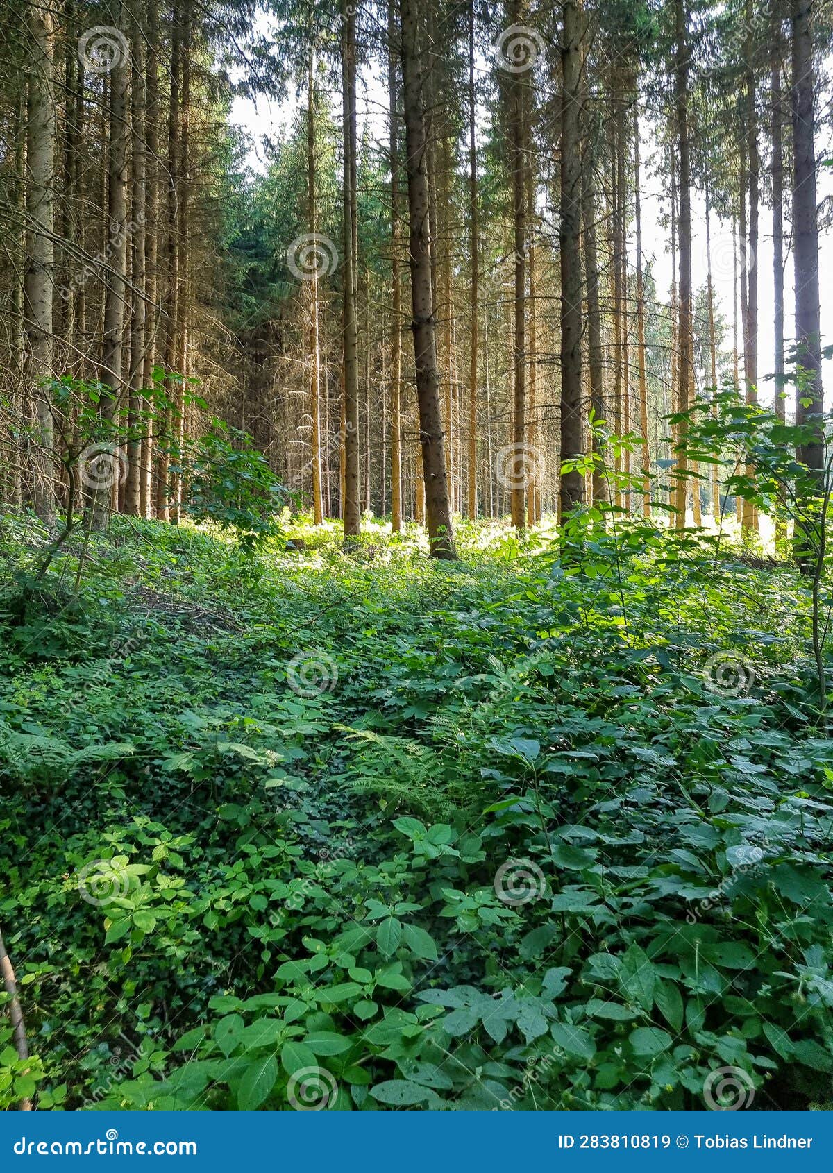 Path in the Forest, Light Trails, Wood Flooded with Light Stock Image ...