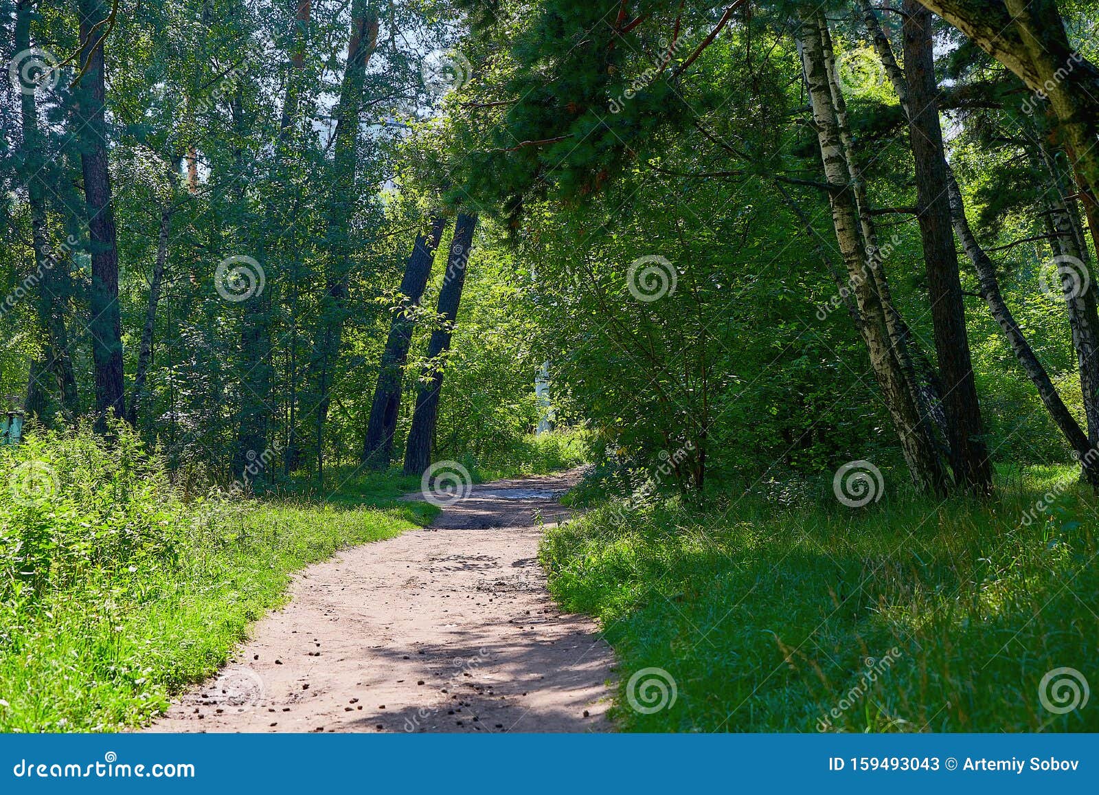 A Path in the Forest Lit by the Sun. Forest Path on a Sunny Summer Day ...
