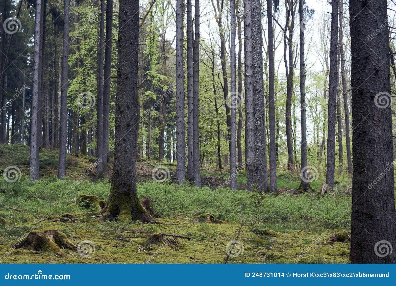 A Path in the Forest Lit by the Sun. Forest Path on a Sunny Summer Day ...