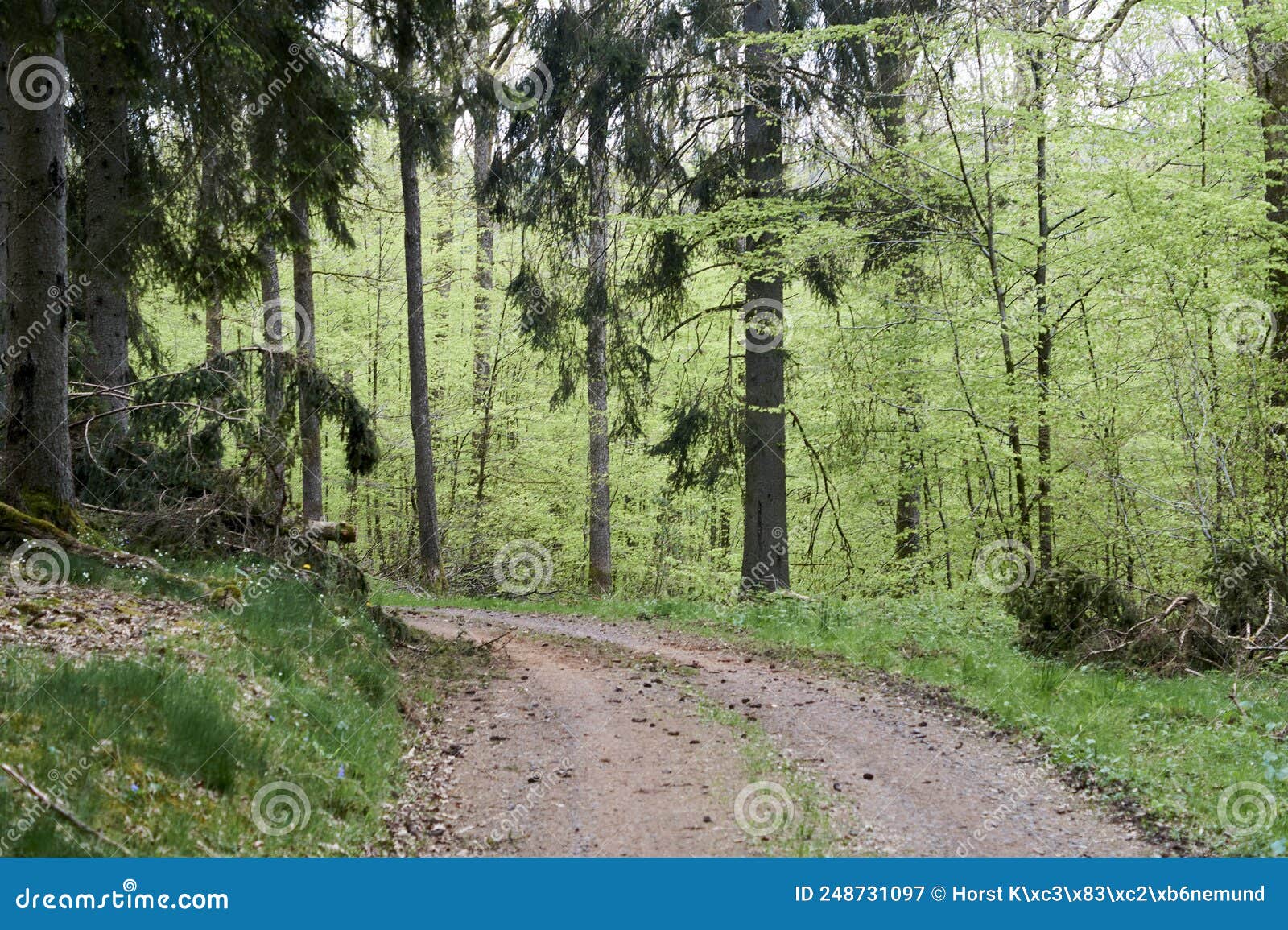 A Path in the Forest Lit by the Sun. Forest Path on a Sunny Summer Day ...
