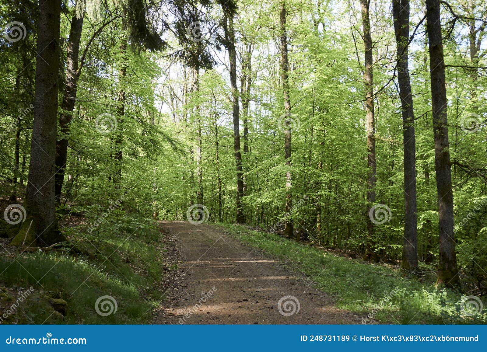 A Path in the Forest Lit by the Sun. Forest Path on a Sunny Summer Day ...