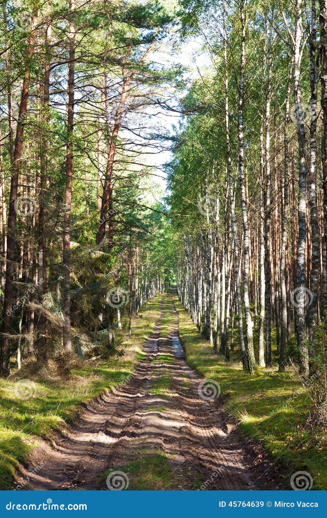 Path through the forest stock image. Image of sunlight - 45764639