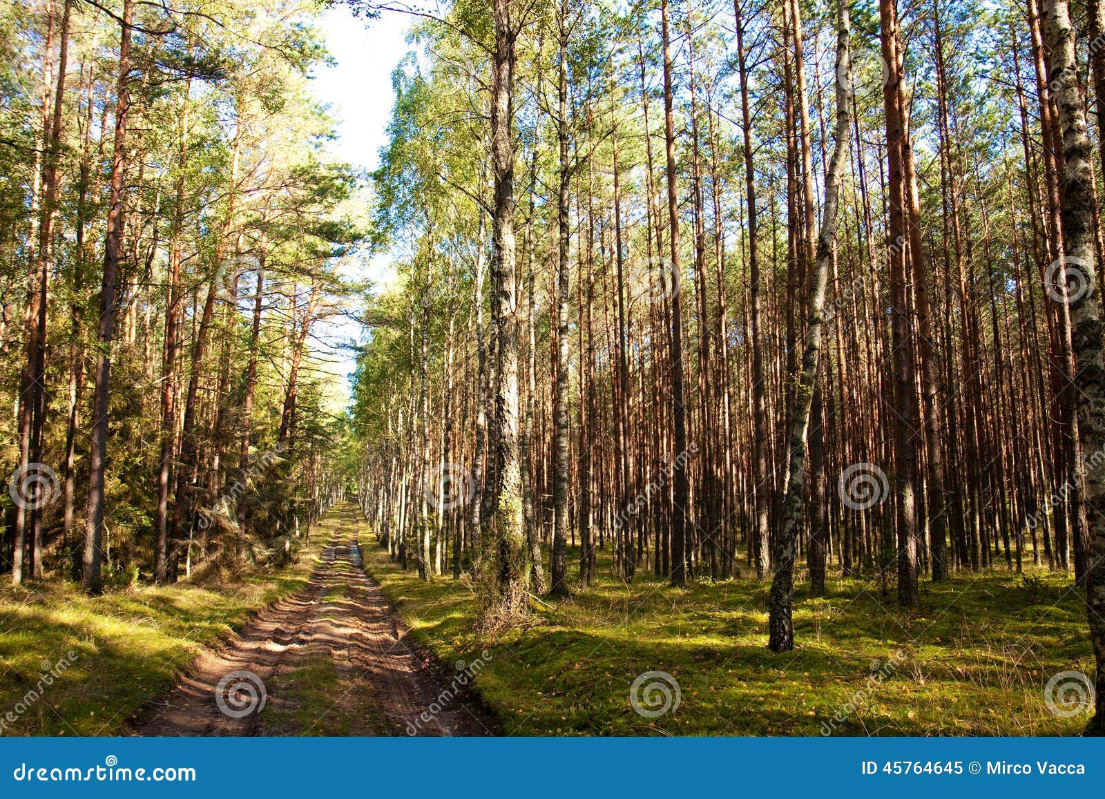 Path through the forest stock image. Image of path, growth - 45764645