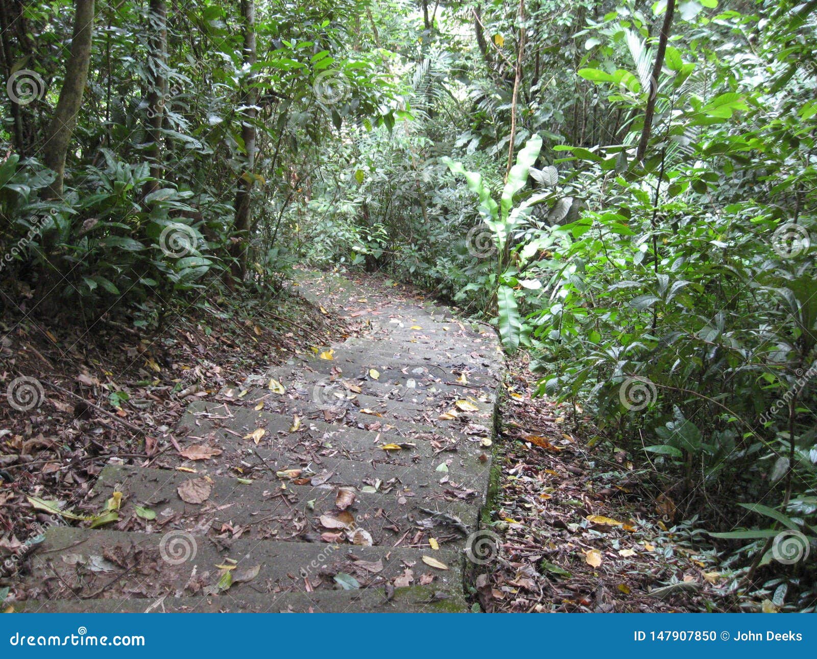 Path through the Forest at Makiling Botanical Gardens, Philippines ...