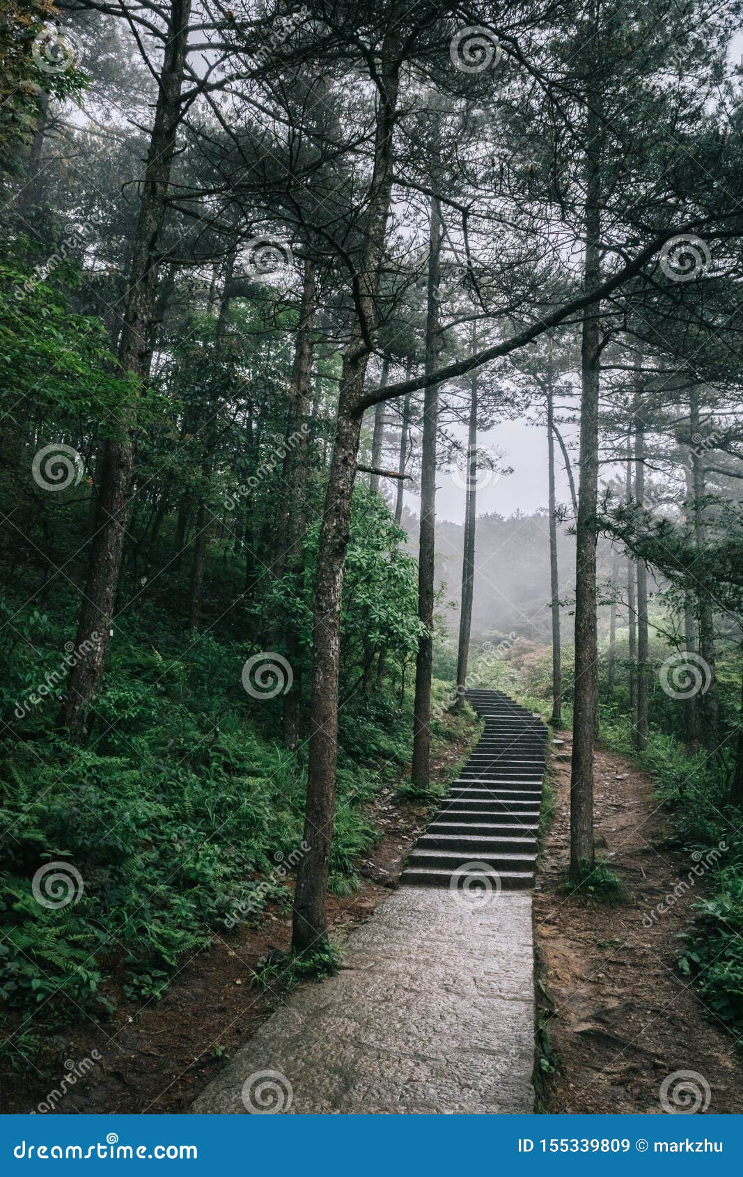 Path in Forest in Mingyue Mountain, Jiangxi, China Stock Image - Image ...