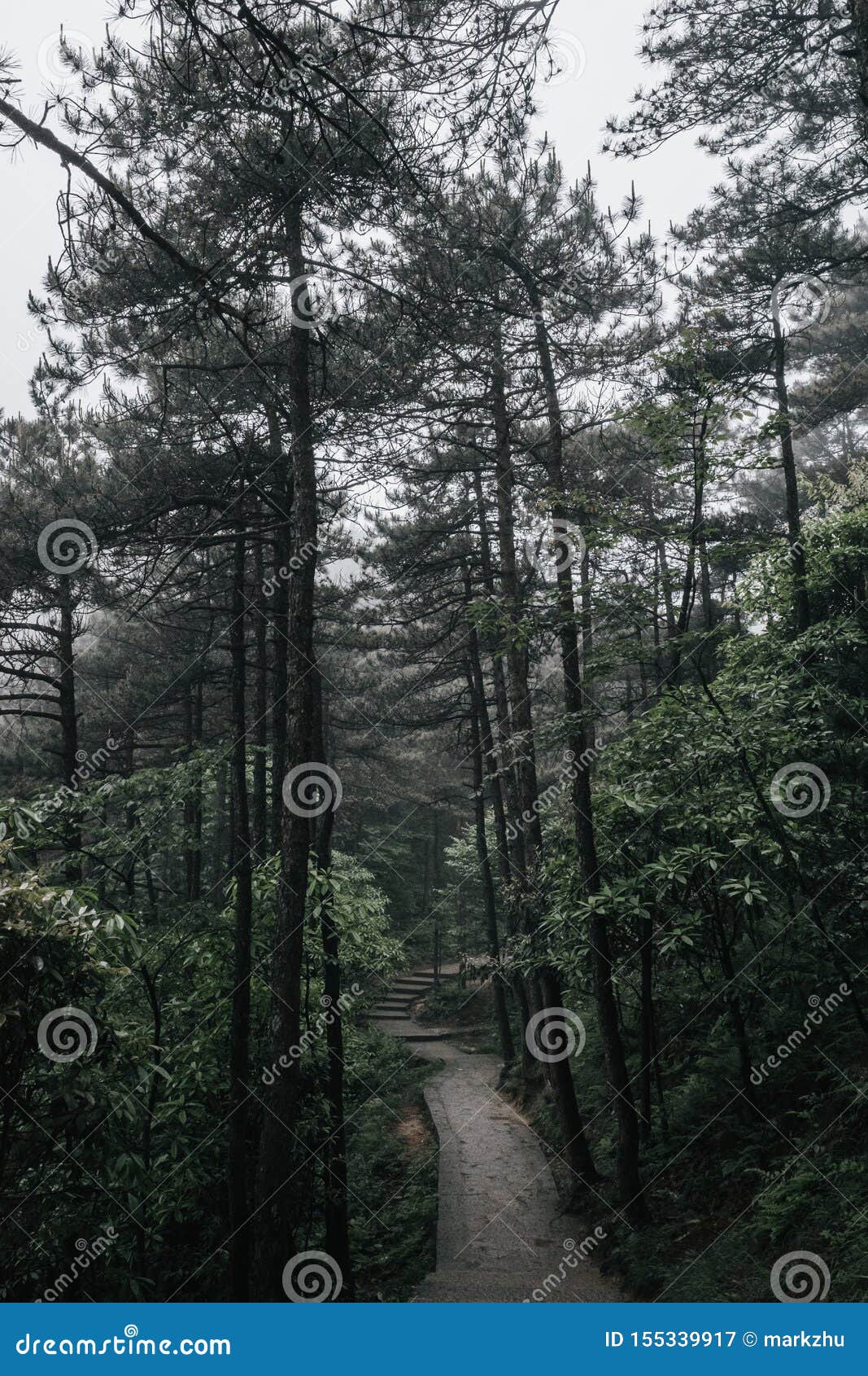 Path in Forest in Mingyue Mountain, Jiangxi, China Stock Image - Image ...