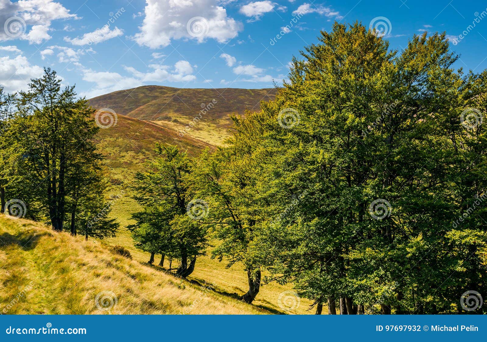 Path through the Forest on a Mountain Hillside Stock Photo - Image of ...