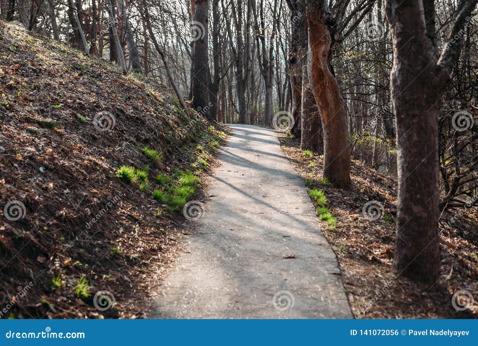 Path in Forest on Mountain Outdoors Stock Photo - Image of environment ...