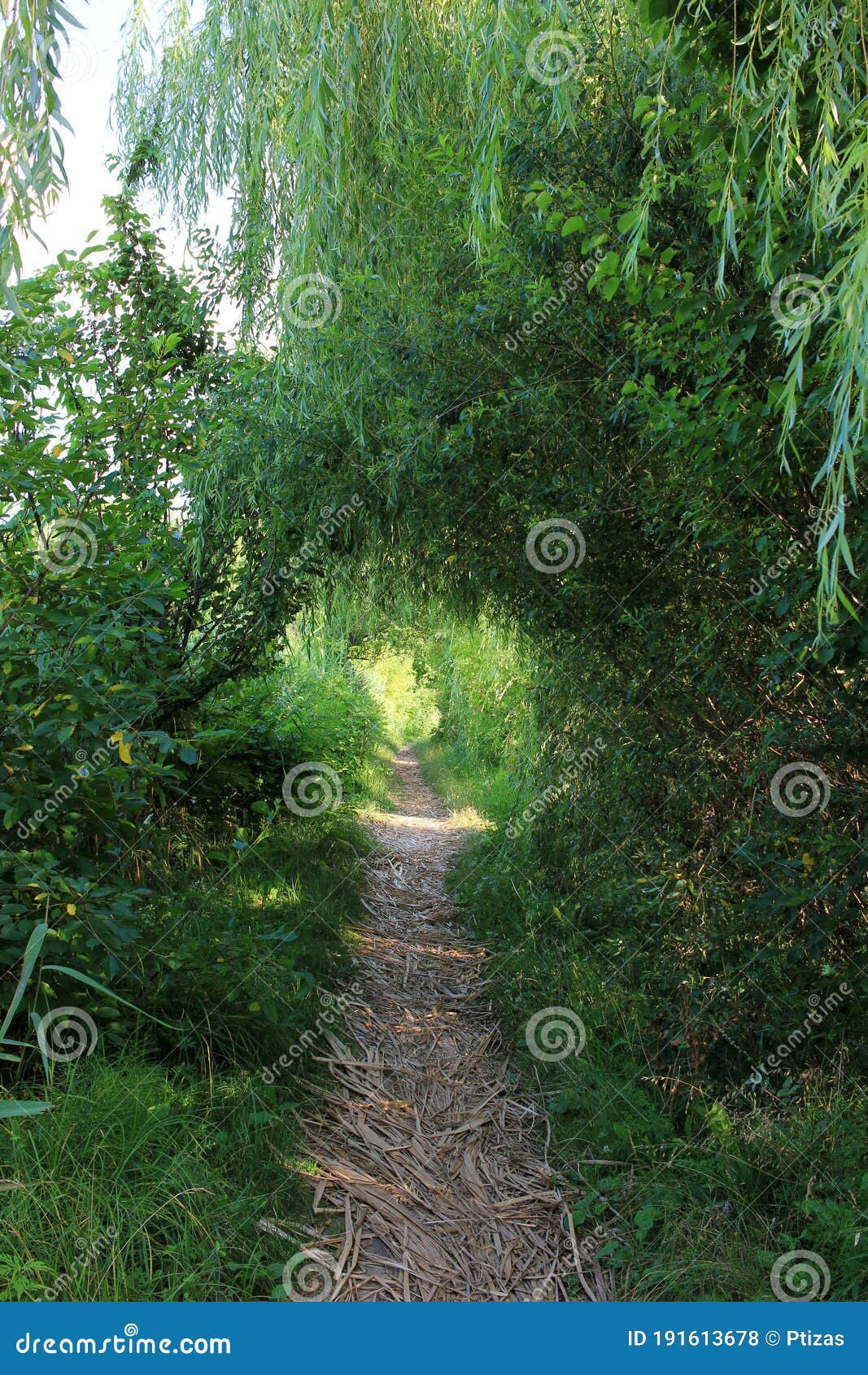 Path in the Forest. Natural Tunnel with Green Tree Branches Stock Photo ...