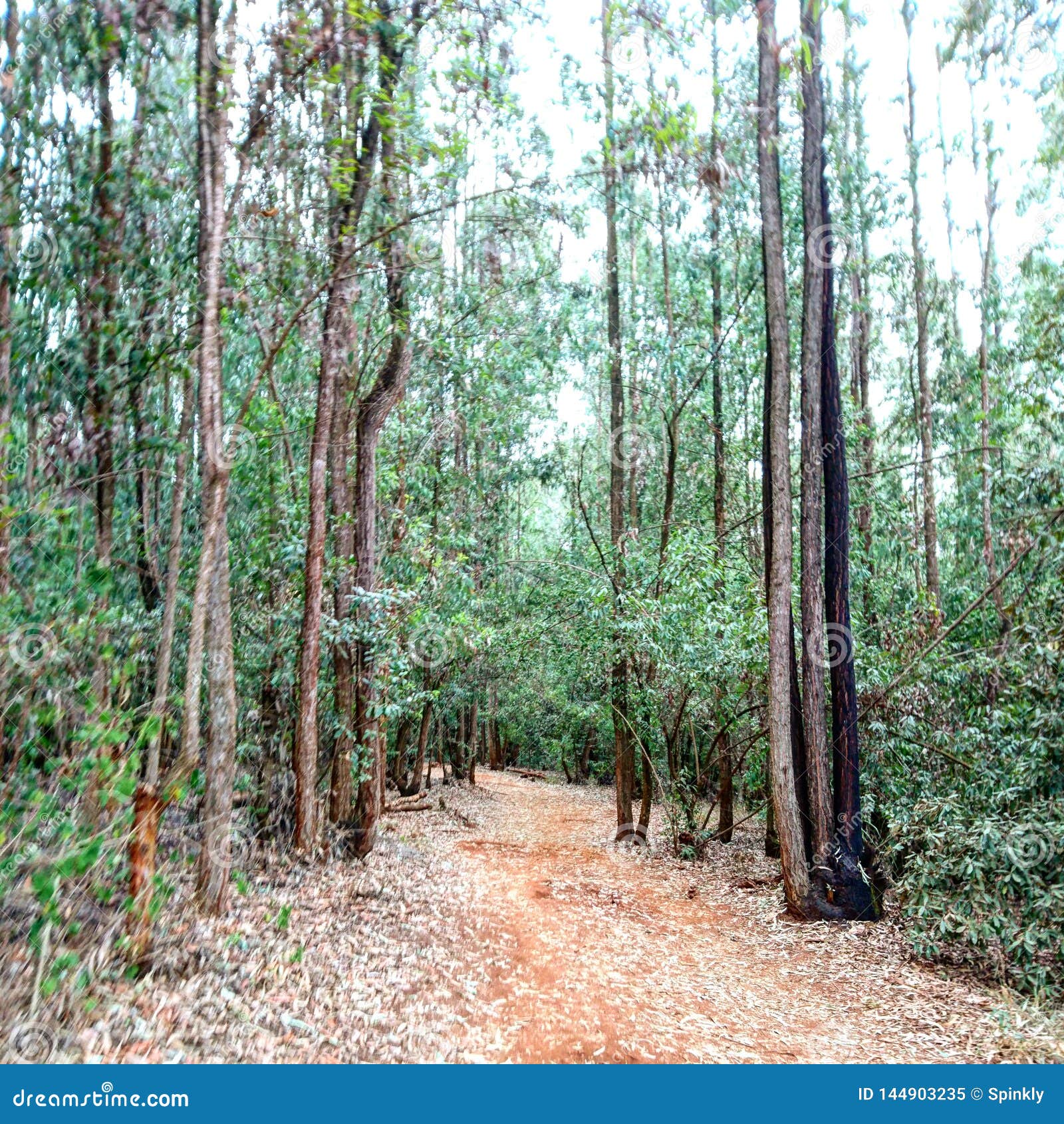 Path through the Forest during a Nature Trail Stock Image - Image of ...