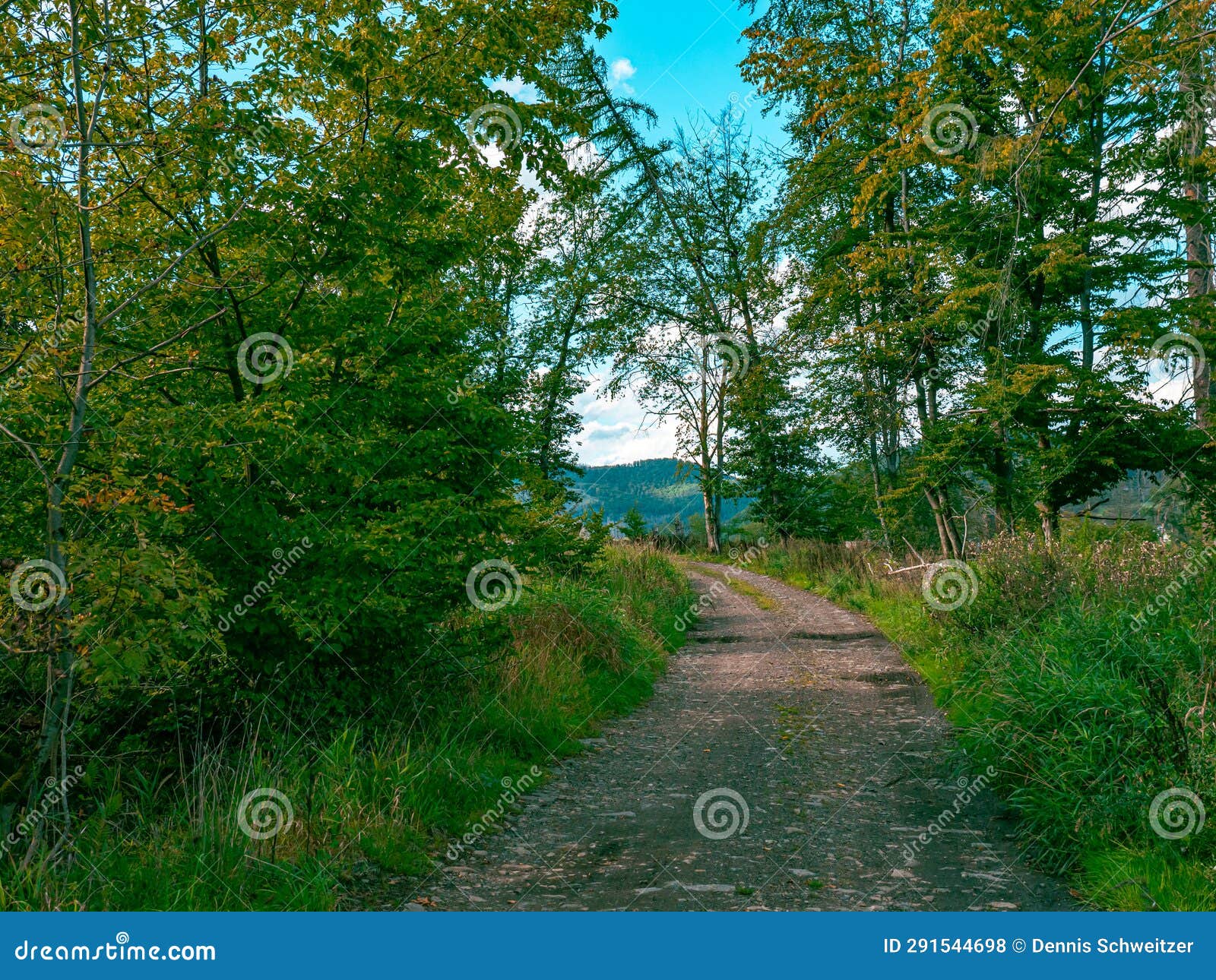 A Path through a Forest in Nice Weather Stock Photo - Image of foliage ...