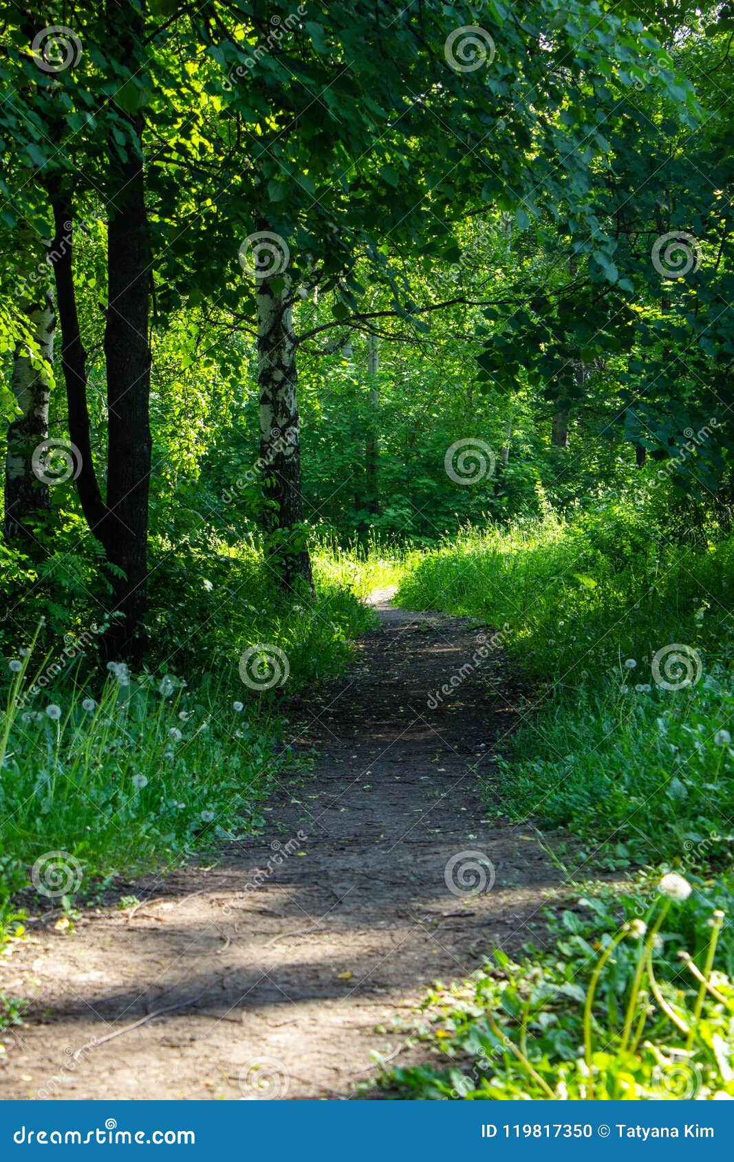Path in the Forest, in the Park. the Road among the Trees Stock Photo ...