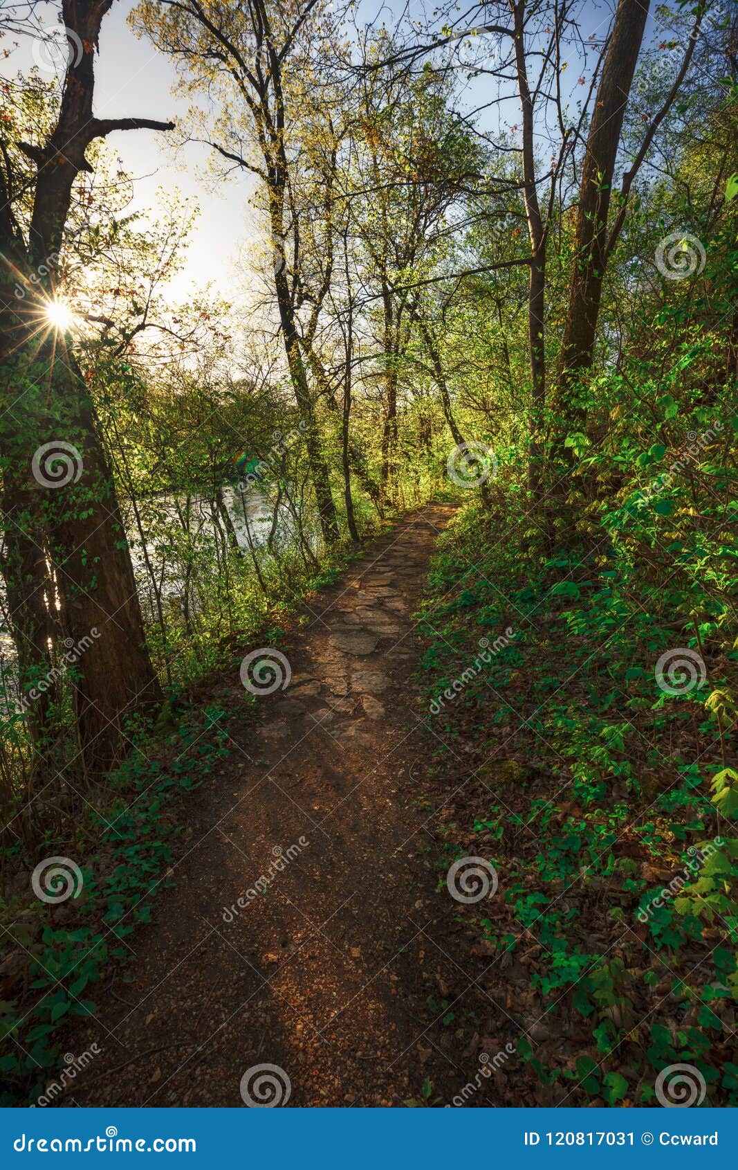 Path through the forest stock image. Image of light - 120817031