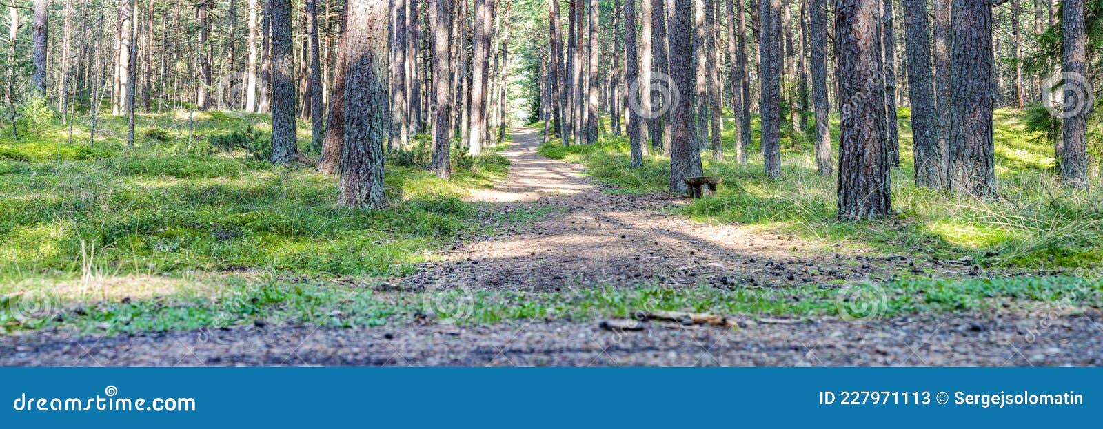 Path in the Forest. Path in the Summer Forest at Dawn. Nature Panorama ...