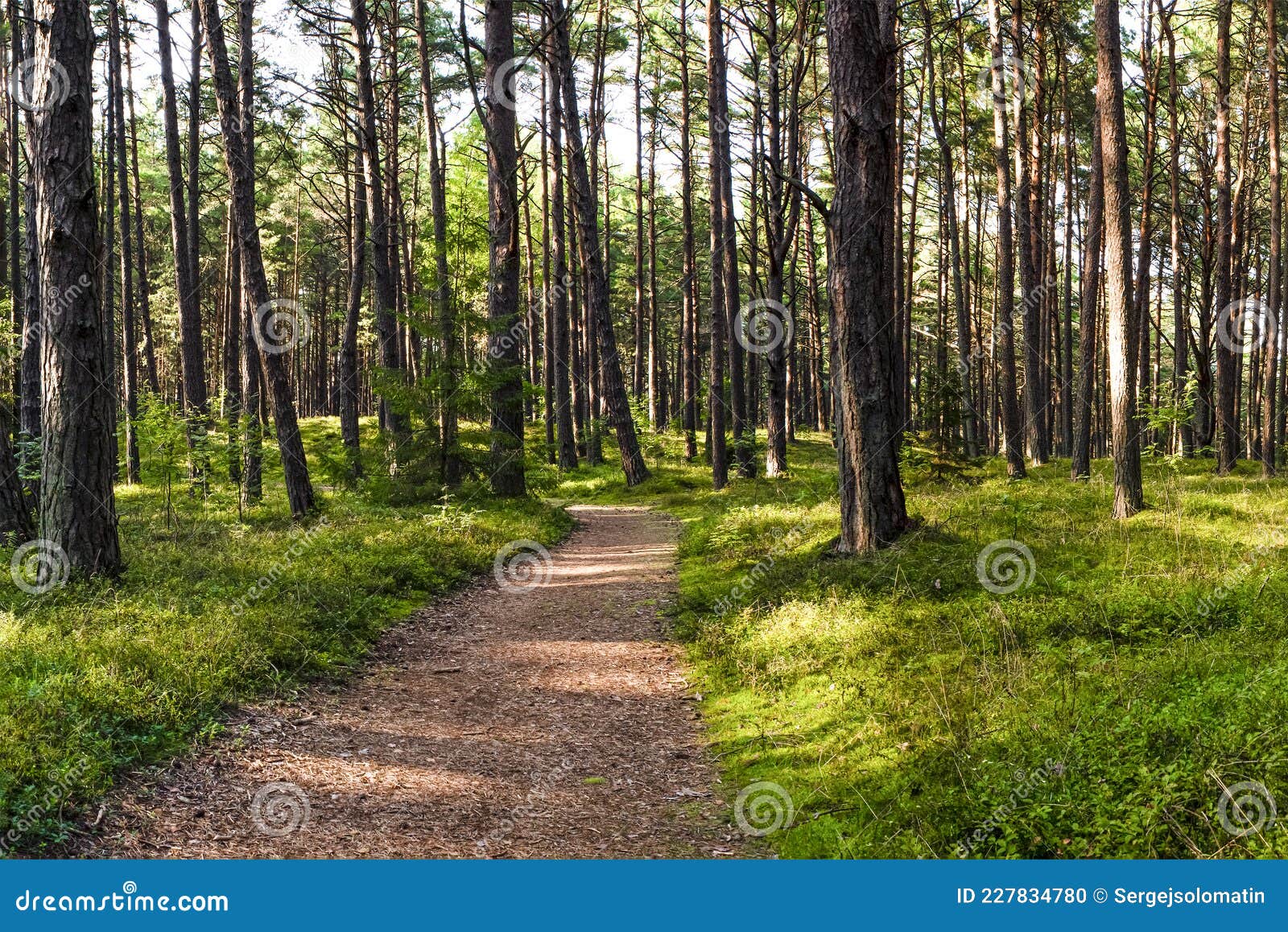 Path in the Forest. Path in the Summer Forest at Dawn. Nature Panorama ...
