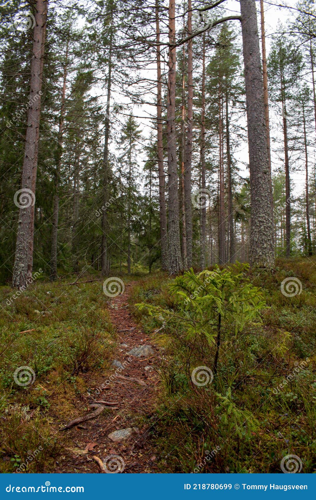 Path in the Forest with Pine Trees Around Stock Image - Image of larch ...