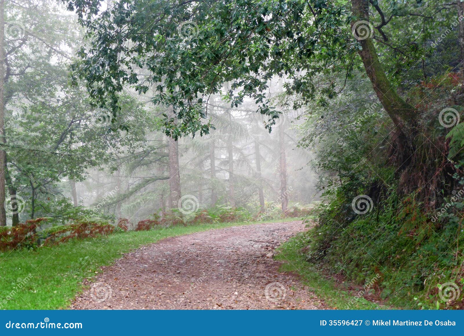 Path in Forest with Rain and Fog Stock Image - Image of footpath ...