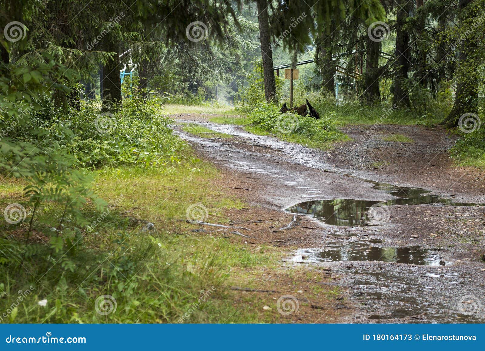 Path in the Forest after the Rain. the Sky is Reflected in Puddles ...