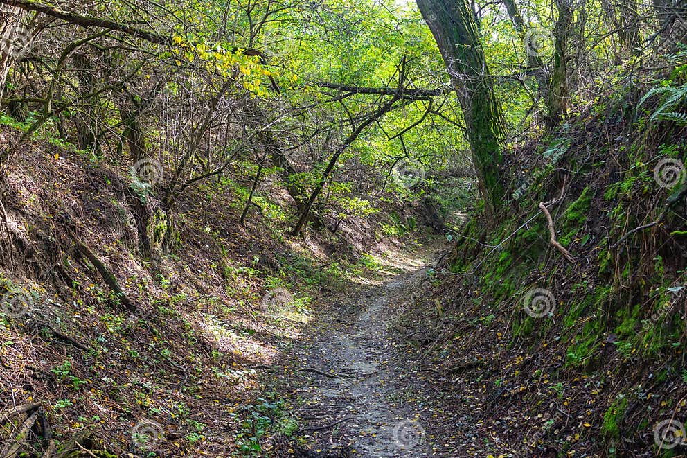 A Path in a Forest Ravine on the Trakhtemyriv Peninsula. Ukraine Stock ...