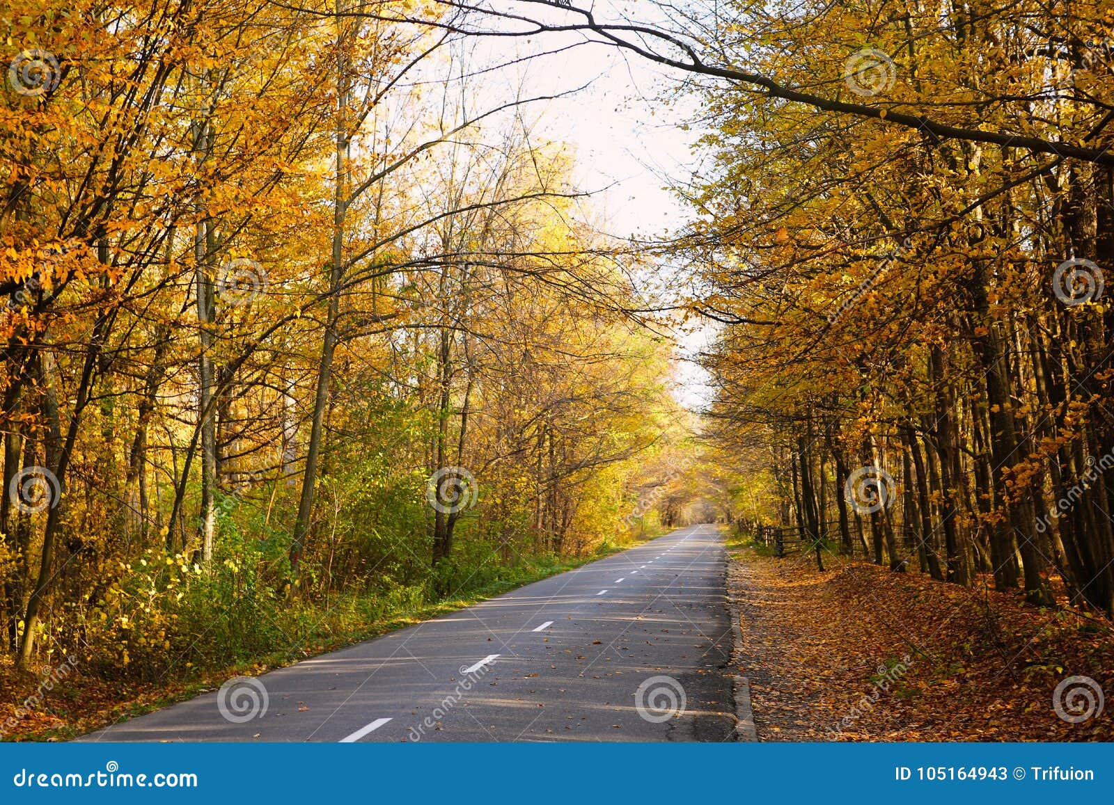 Path in Forest stock image. Image of bridge, october - 105164943