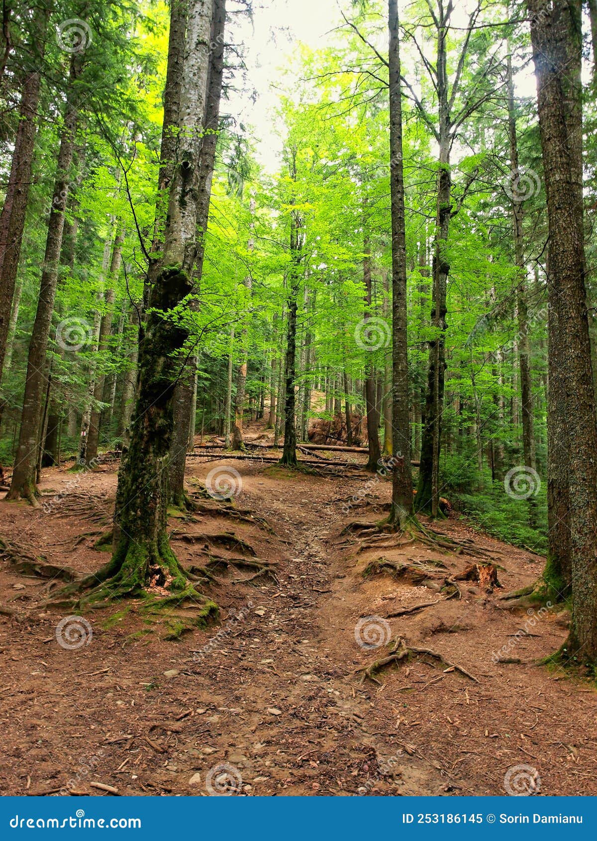 Path among the Forest Rooted Trees in the Mountain Stock Image - Image ...