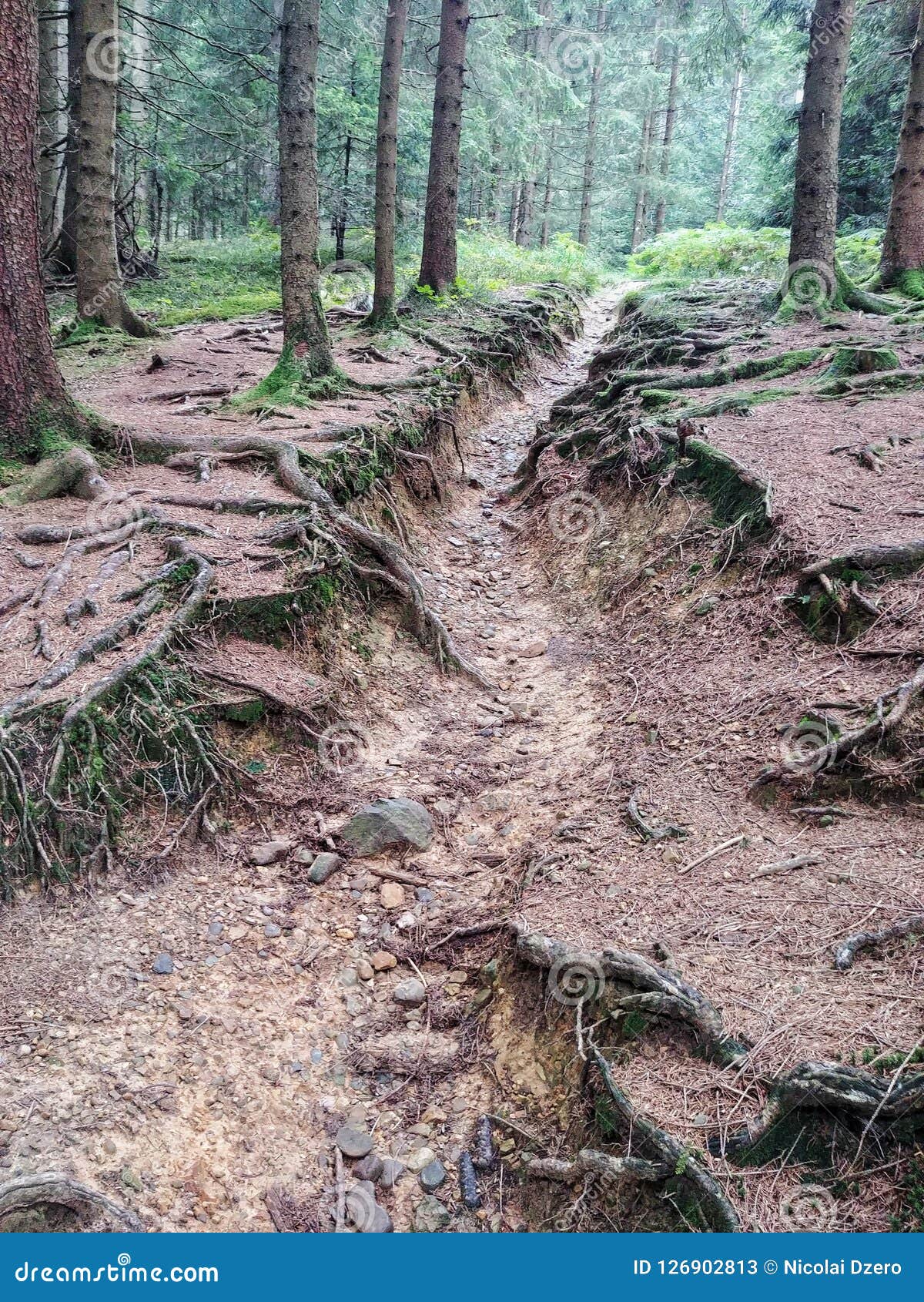 Roots path stock image. Image of cross, path, roots - 126902813
