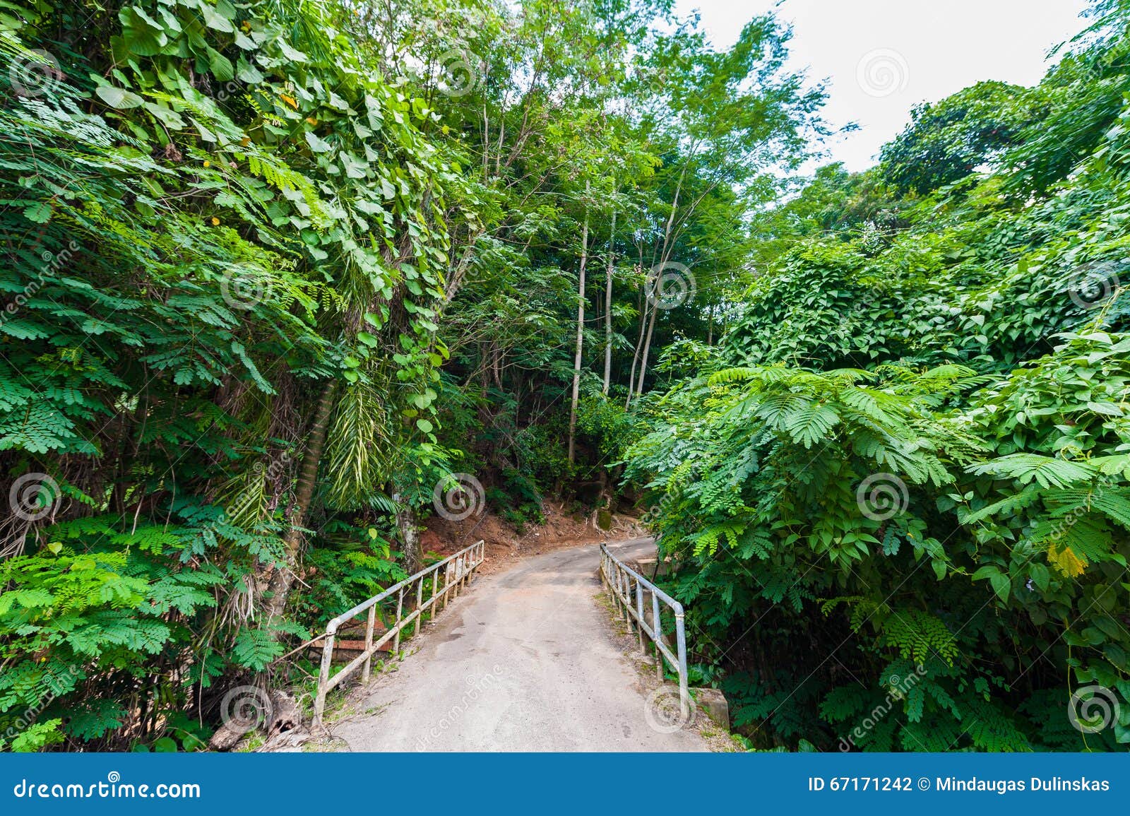 Path in the Forest of Seychelles. Mahe Island. Jungle Way Stock Photo ...