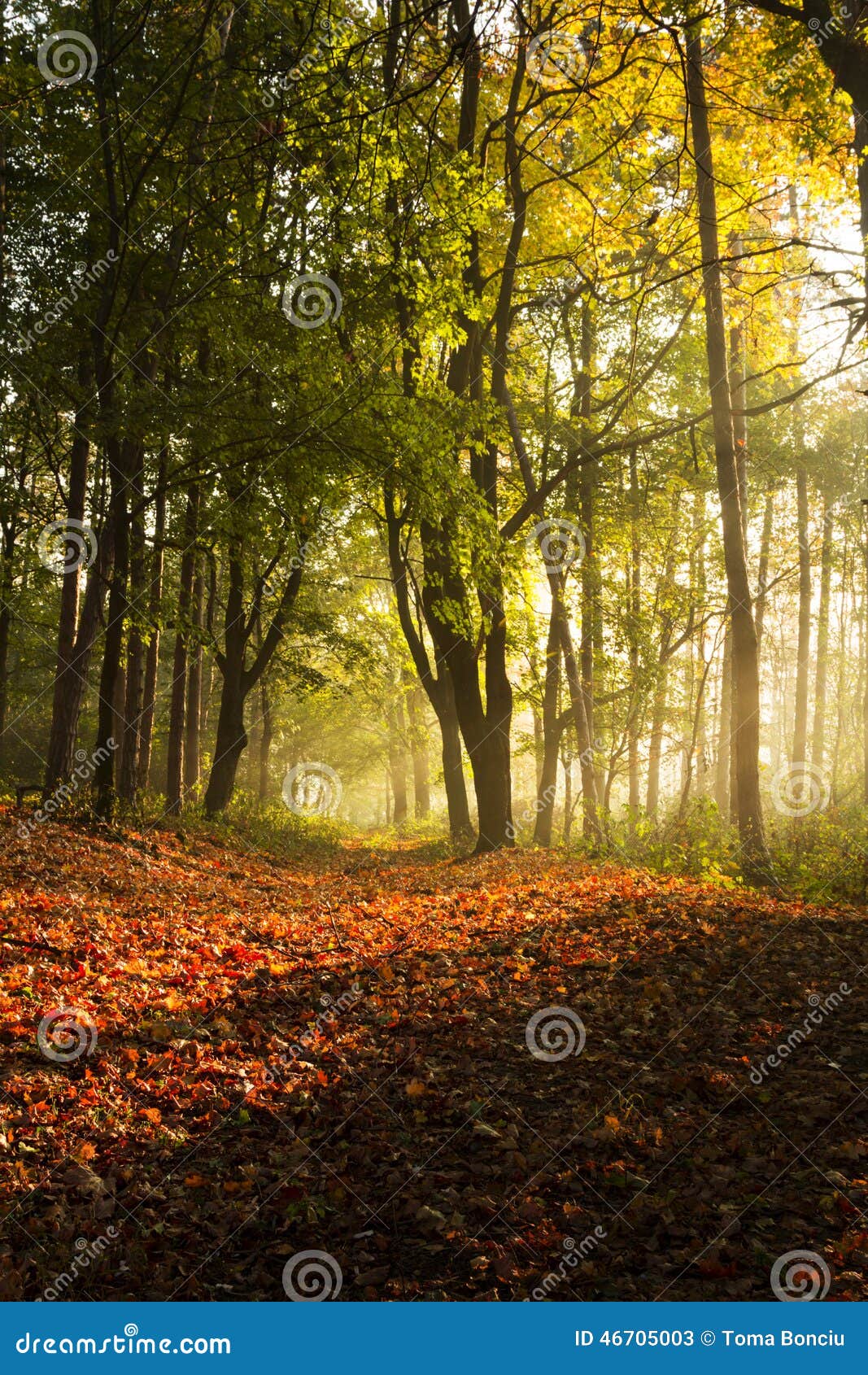 Path through the Forest with Side Morning Light Stock Image - Image of ...