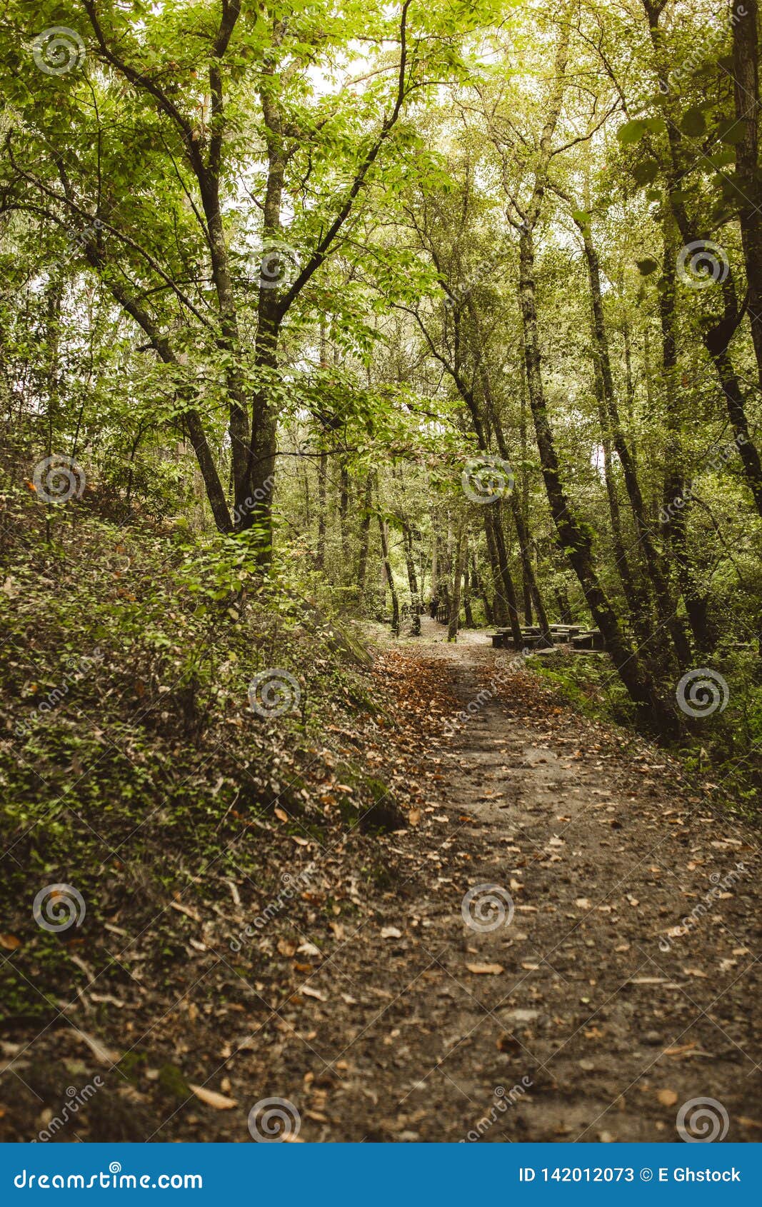 Path through the Forest in Spring Stock Image - Image of fagus ...