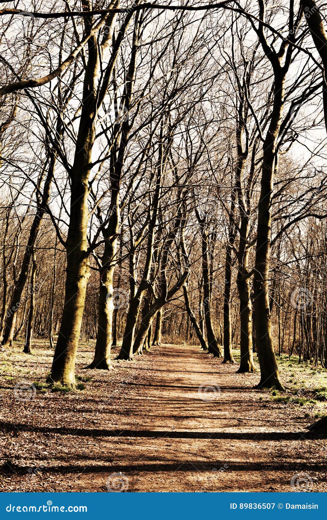 Path in a Forest with Tree Shadows Stock Image - Image of path, tree ...