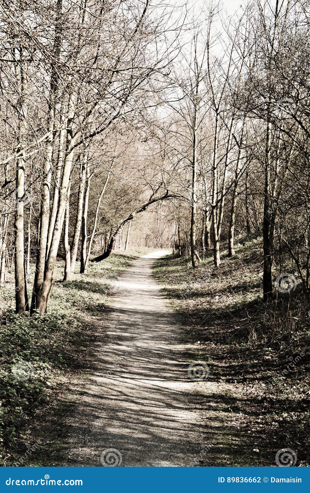 Path in a Forest with Shadows Stock Photo - Image of vertical ...