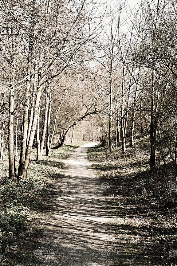 Path in a Forest with Shadows Stock Photo - Image of vertical ...