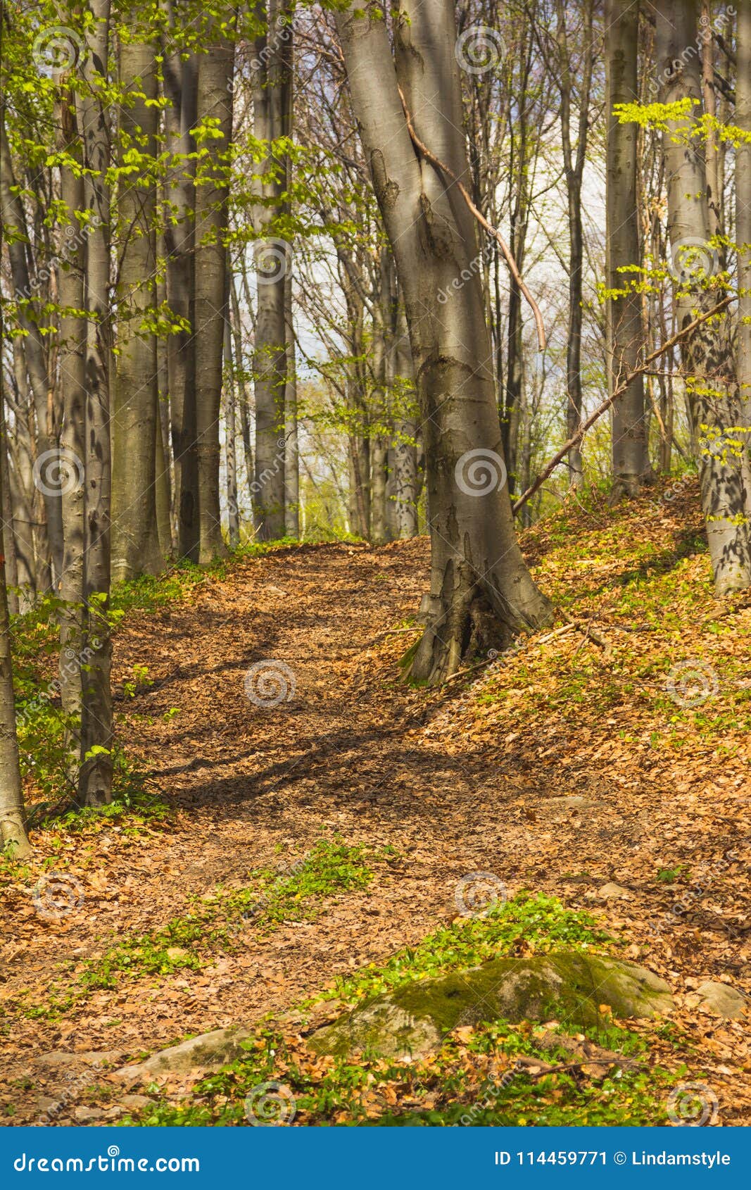 Path in the Forest - Spring Time Stock Image - Image of wood, wild ...