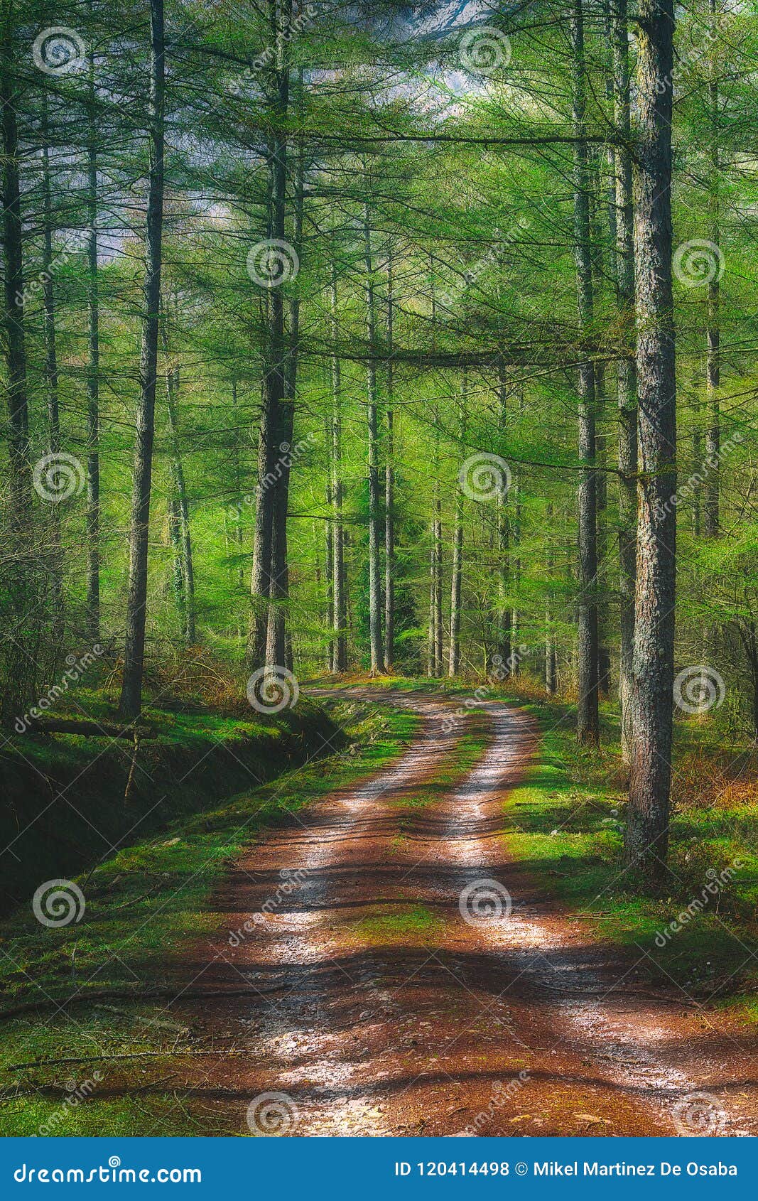 Path in Forest at Springtime Stock Photo - Image of nature, sunlight ...