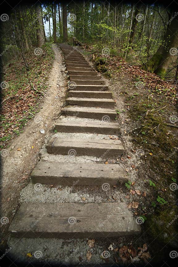 Path in forest with steps stock photo. Image of upward - 9069274