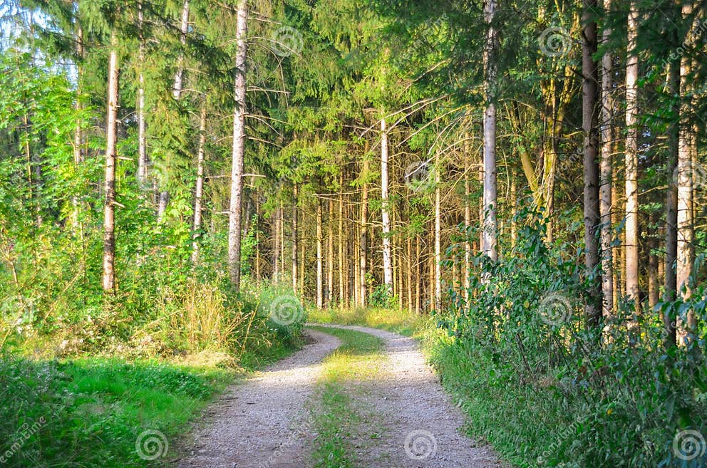 Path in the Forest. Summer Forest Stock Photo - Image of plant, natural ...