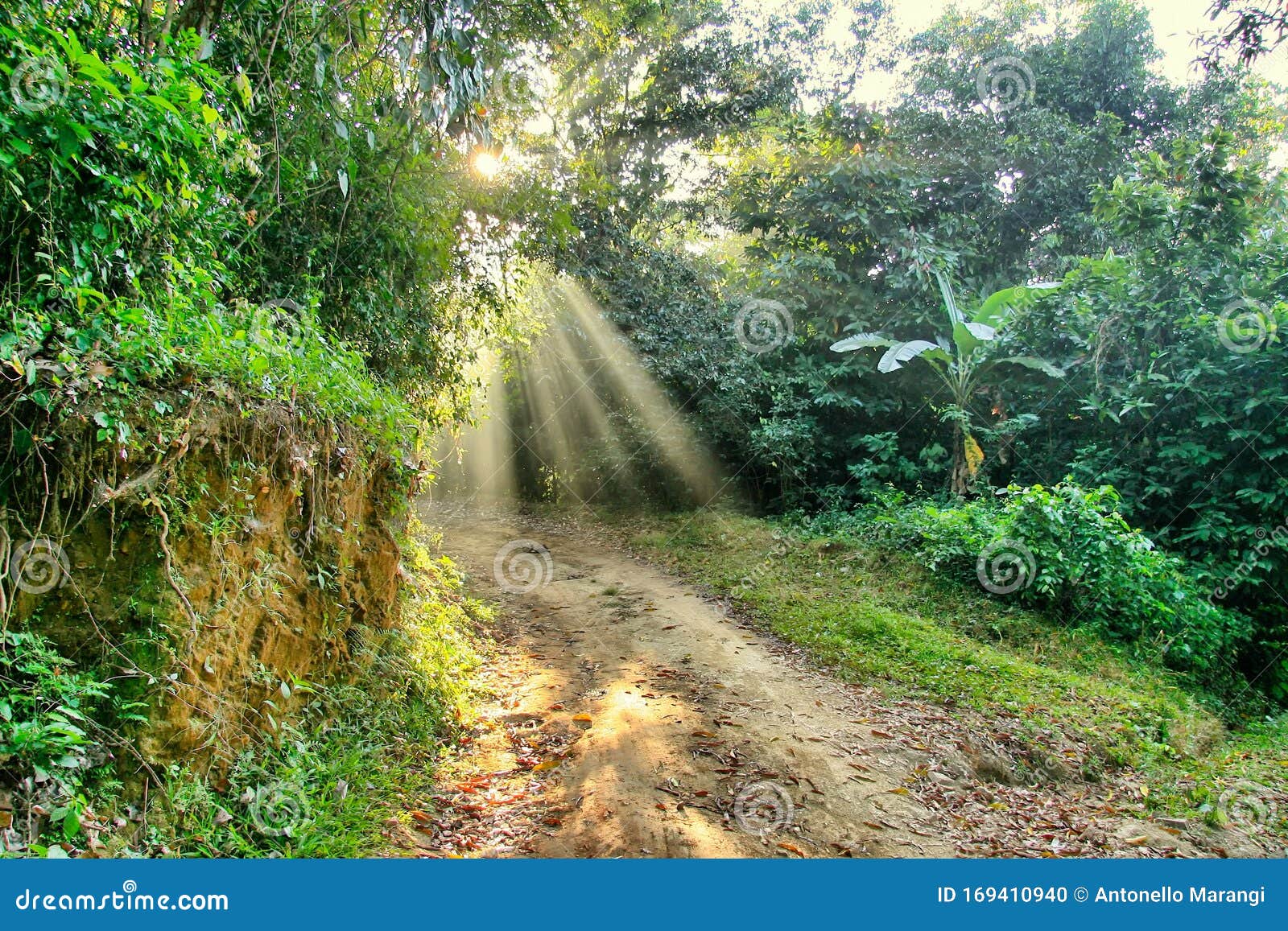 Path in the Forest with Sun Rays Filtering Stock Photo - Image of ...