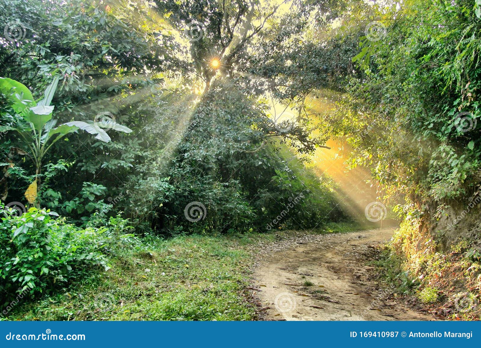 Path in the Forest with Sun Rays Filtering Stock Image - Image of ...