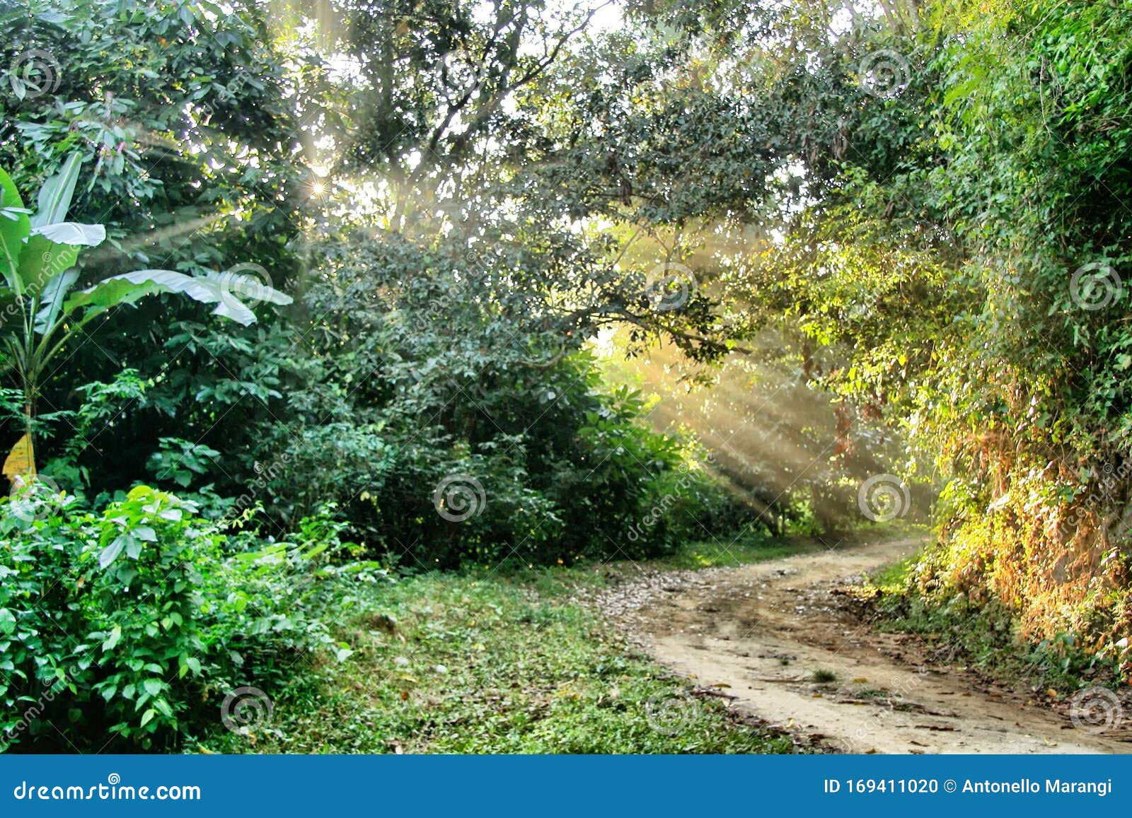 Path in the Forest with Sun Rays Filtering Stock Photo - Image of fall ...