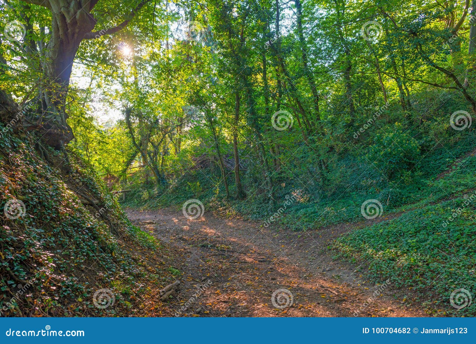 Path through a Forest in Sunlight in Autumn Stock Photo - Image of ...