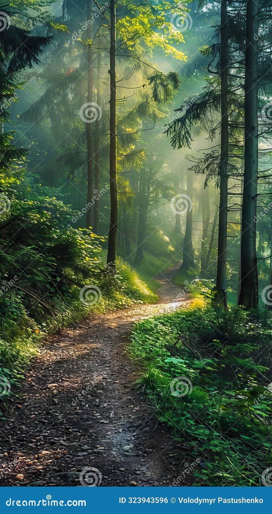 A Path through the Forest with Sunlight Shining through Stock Photo ...