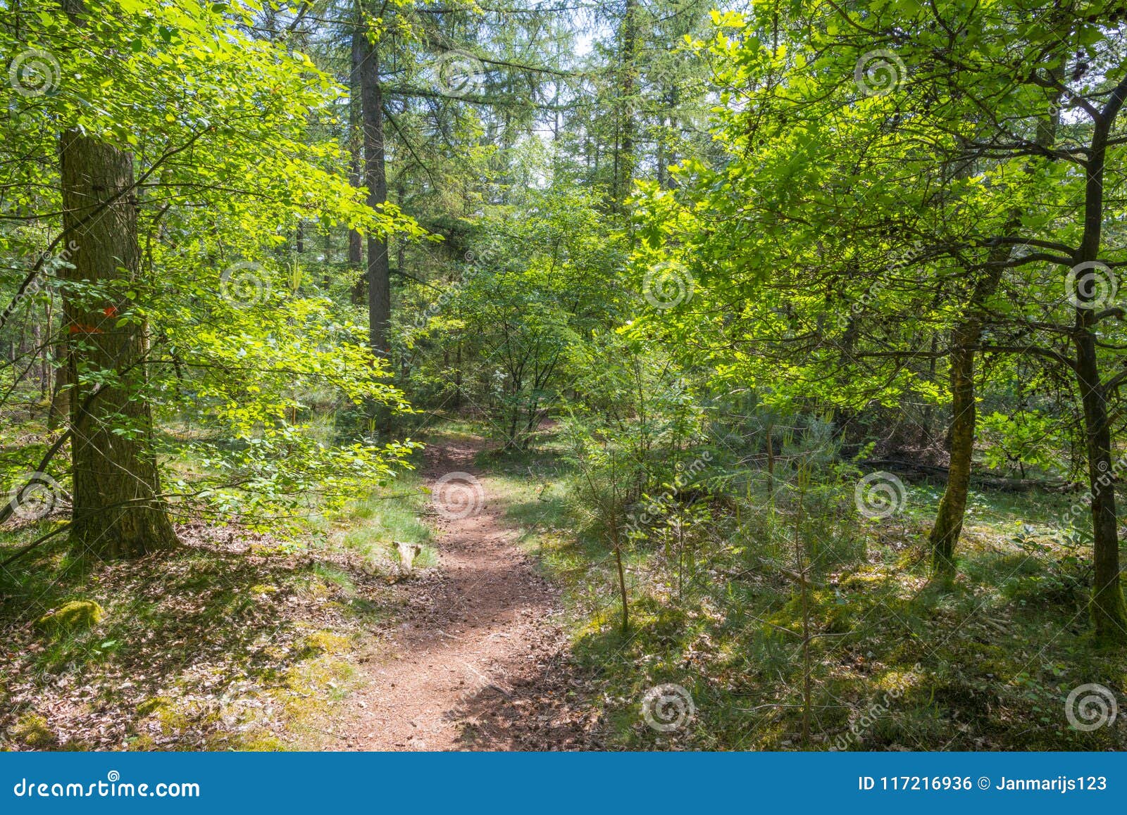 Path in a Forest in Sunlight in Spring Stock Photo - Image of sunlight ...