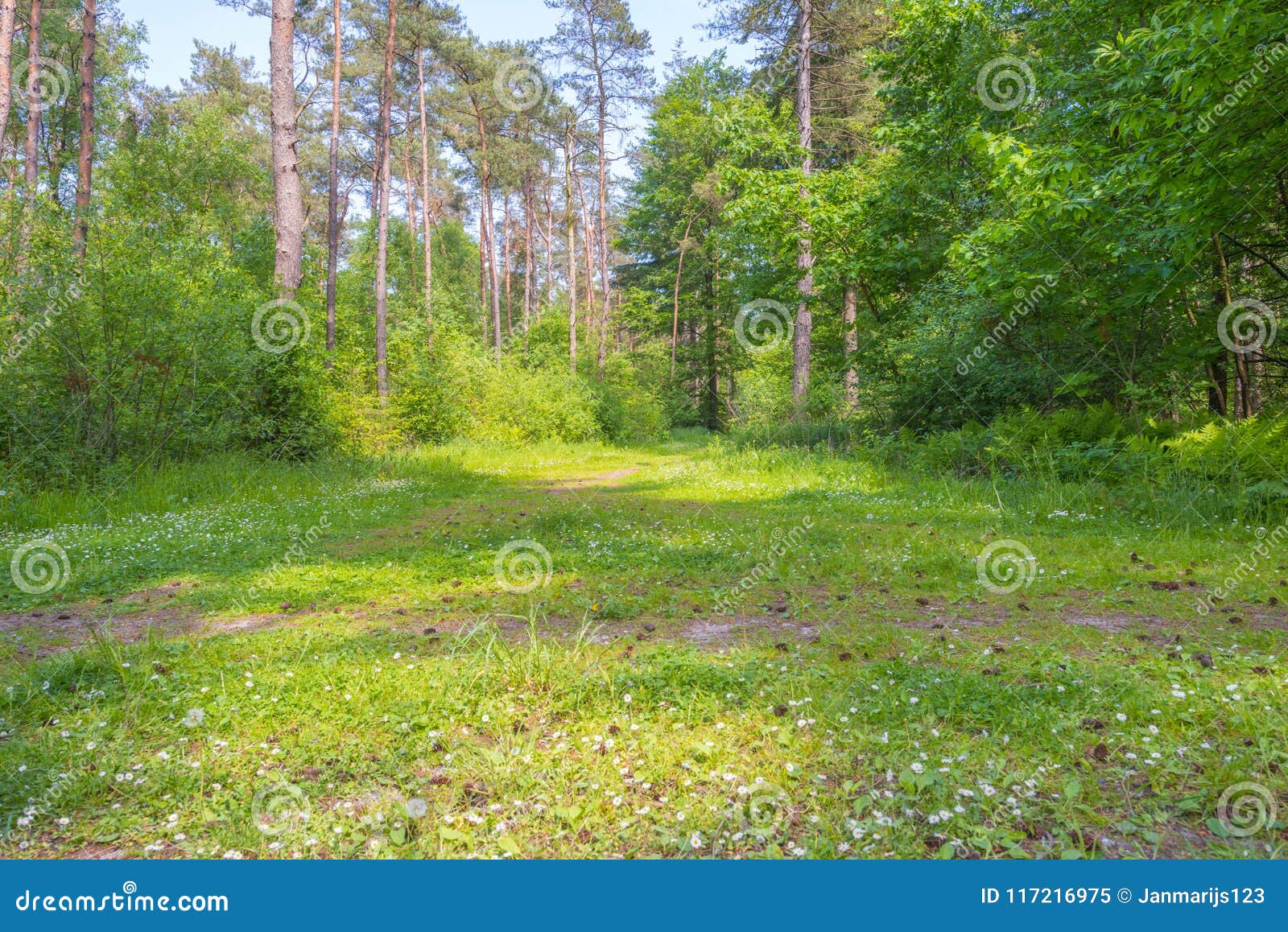 Path in a Forest in Sunlight in Spring Stock Image - Image of rural ...