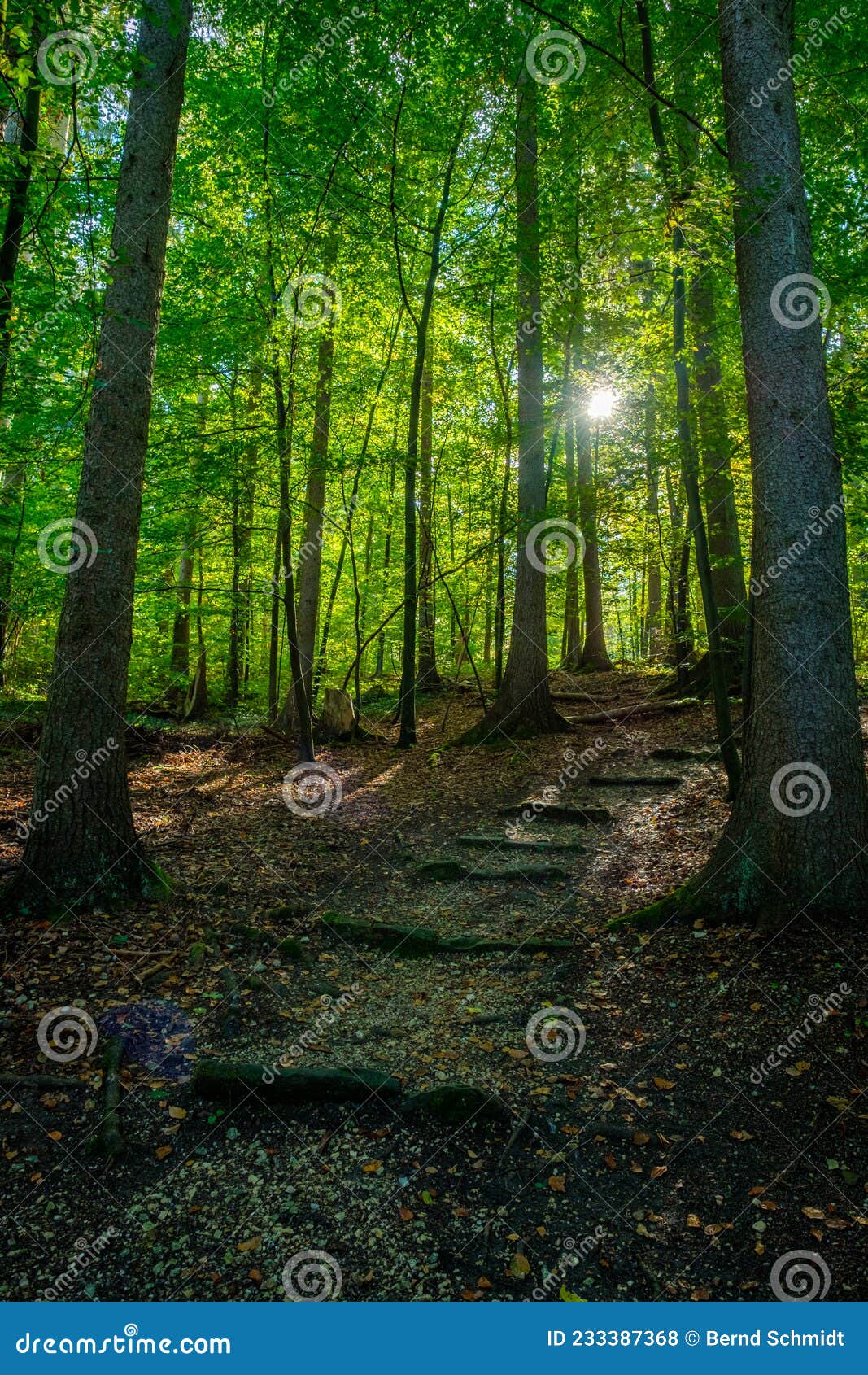 Path in Forest with Sunlight Stock Photo - Image of sunny, path: 233387368