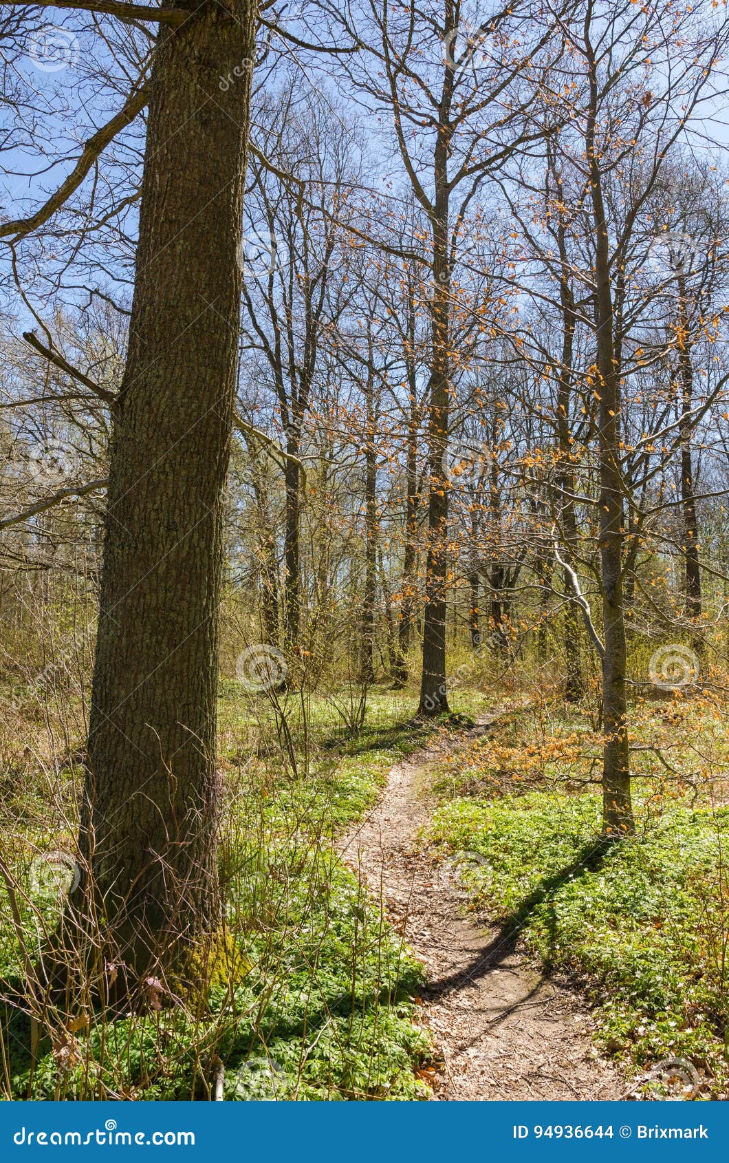 Path through the forest stock photo. Image of forest - 94936644