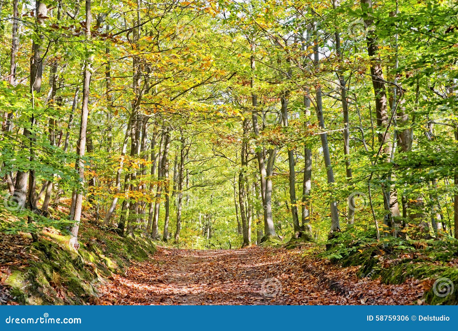 Path in a Forest on a Sunny Day Stock Photo - Image of fall, nature ...