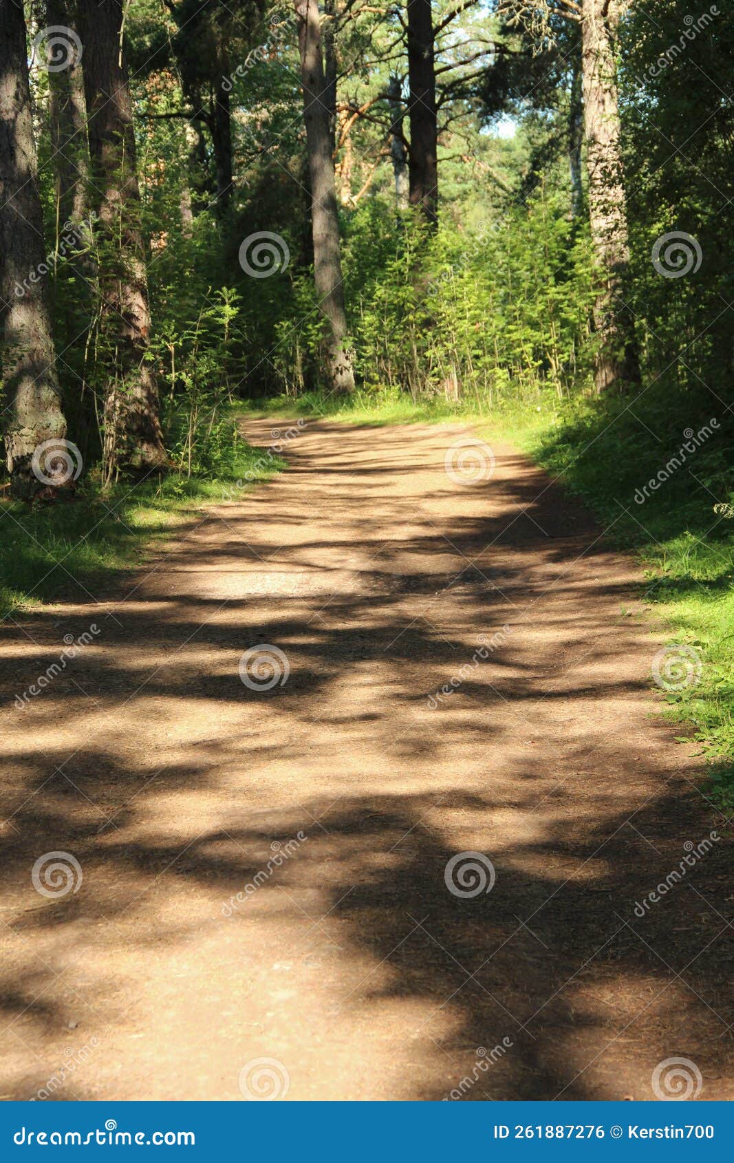 Path in a Forest a Sunny Summer Day Stock Photo - Image of green, orsa ...