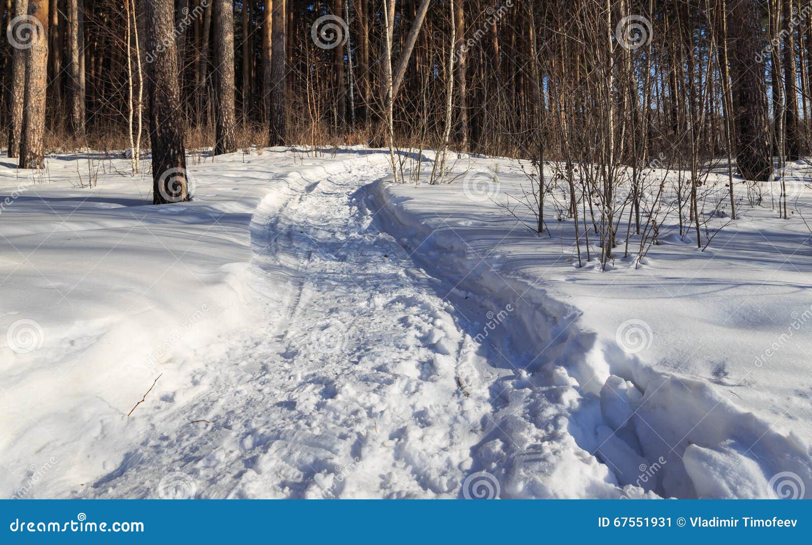 Path in the Forest Sunny Winter Snow Road Rolled Stock Image - Image of ...