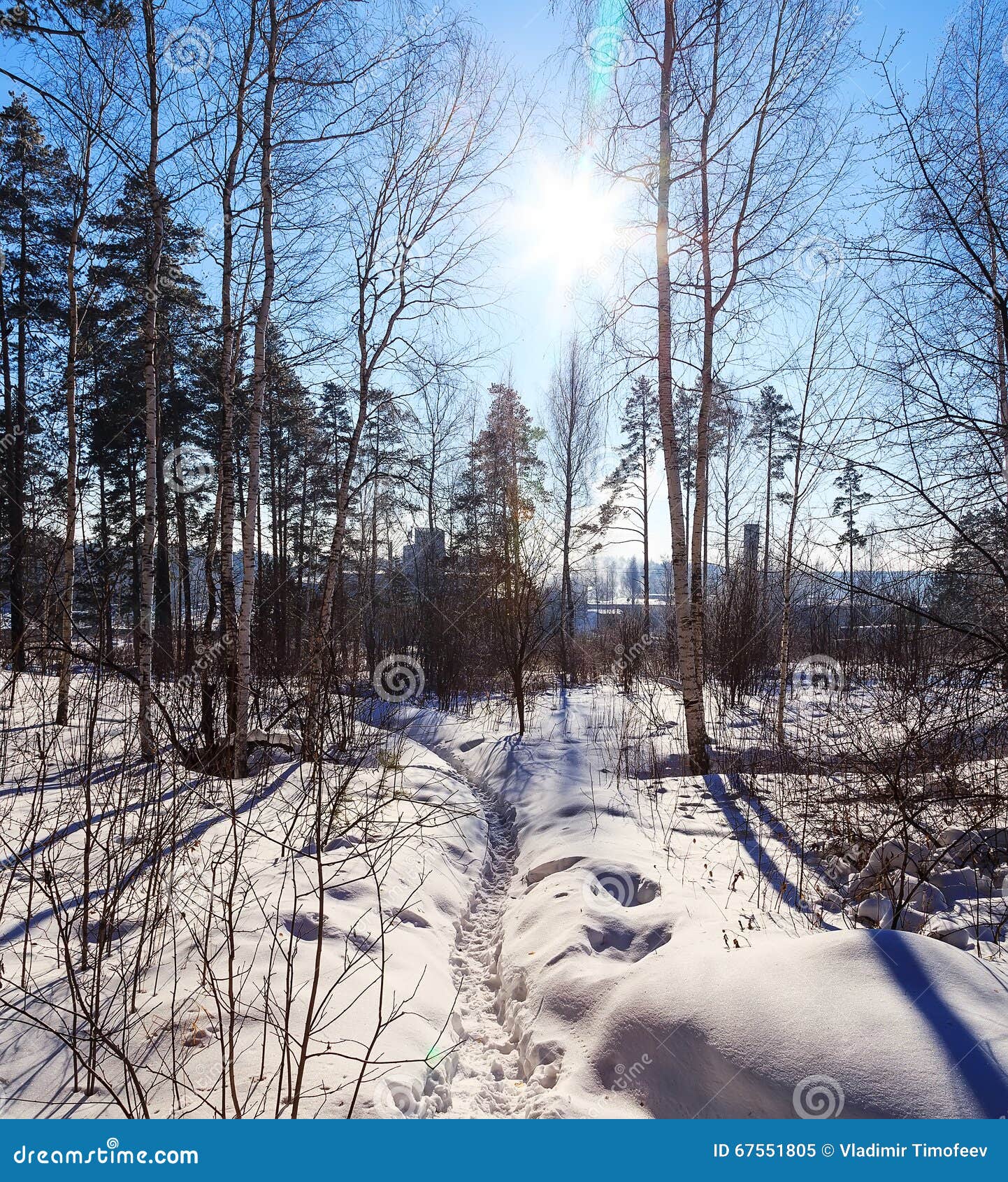 Path in the Forest Sunny Winter Sun Stock Image - Image of seasonal ...