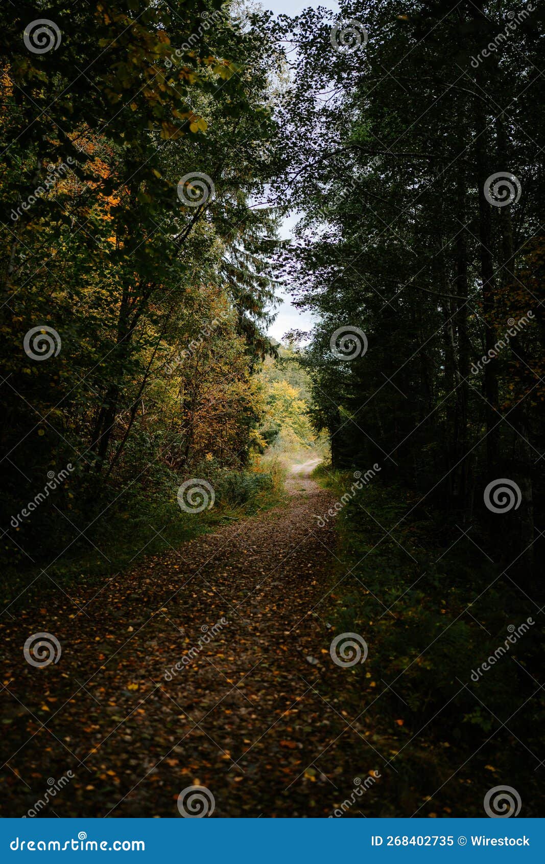 Path in Forest Surrounded by Dense Trees Stock Image - Image of travel ...